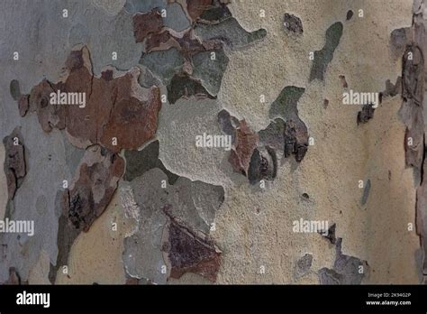 Texture Of London Plane Tree Bark In Full Frame View Tree Bark