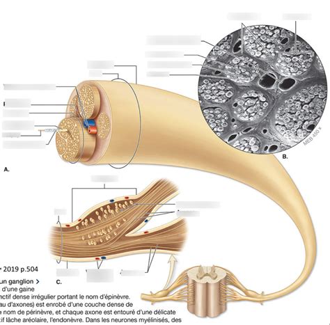 Diagram Of Structure Dun Nerf Et Dun Ganglion Quizlet