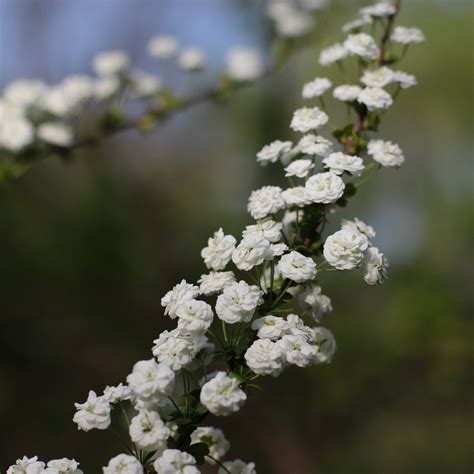 How To Transplant Bridal Wreath Spirea Ideal Time Methods And Post Care