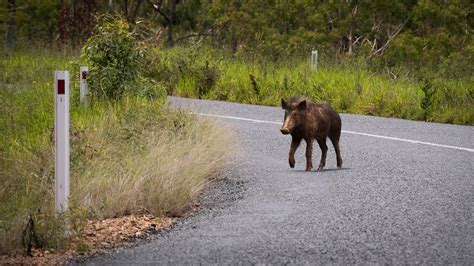 Could A Bounty Help Reduce Feral Pig Numbers In Australia Abc News