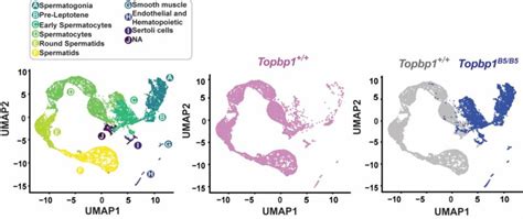 Reproductive Aging Cornell Reproductive Sciences Center