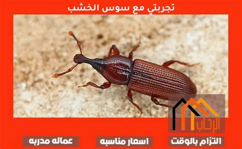 تجربتي مع سوس الخشب الرحاب