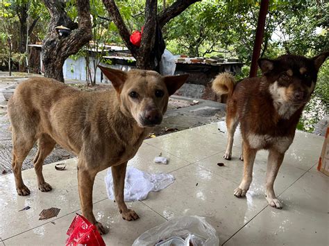 屯門小欖新村收地發展 三狗被遺棄留守空屋 香港動物報 Hong Kong Animal Post