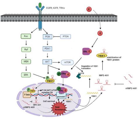 Proposed Model Of Ybx1lncrna Sbf2 As1pi3kaktmtor Axis In The