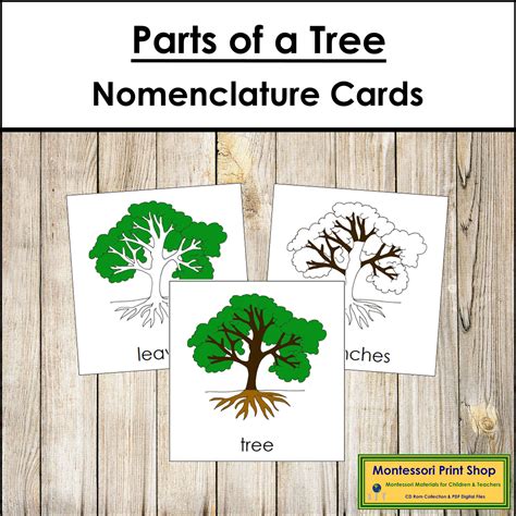 Parts Of A Tree 3 Part Cards Montessori Nomenclature Made By Teachers