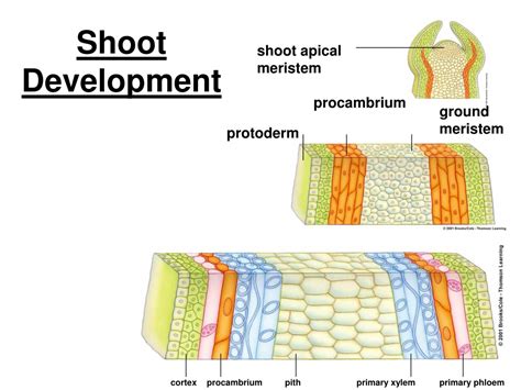 Ppt Plant Cell Structure And Tissue Systems Review Shoot And Root Interdependence Powerpoint