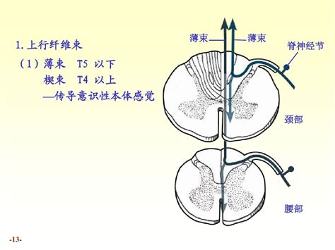 脊髓 Word文档在线阅读与下载 无忧文档