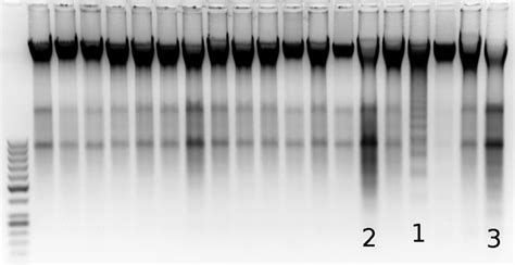 Could You Take A Look At Those Dna Fragmentation Assay Results