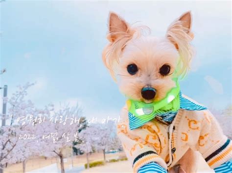 나는야 밤비 요정 이밤비 🐾 벚꽃 데이트 한창 한 뒤 누나 당 떨어져 들른 카페에서 🐶🌸 친구들이 웍웍 싸우고 노는 동안에도 밤비는 얌전히 곁에서 누나 식사