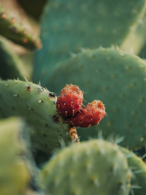 سفر به ساردینیا؛ شکوه کوهستان در آب‌های مدیترانه کجارو