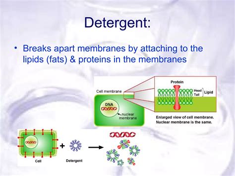 Dna Extraction 2 Ppt