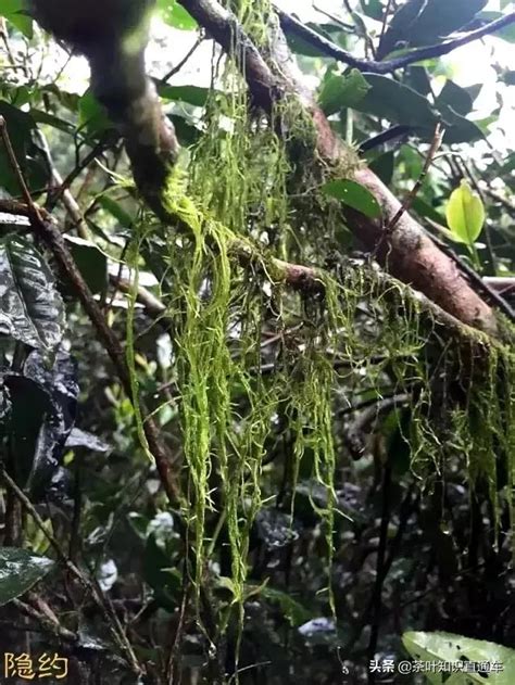 武夷岩茶老樅水仙的樅味要如何體會 每日頭條
