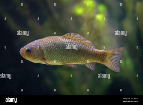 Crucian Carp Carassius Carassius Cyprinus Carassius Medium Sized