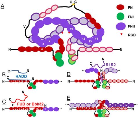 Dynamic Structure Of Plasma Fibronectin Pmc