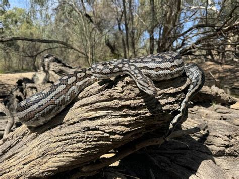Special Python Needs Community S Help To Secure Its Future The Murray Valley Standard