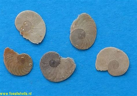 International Fossil Shell Museum Foundation For The Study Of Shells