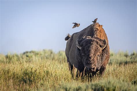 Cline Photography Rule Of Thirds A Simple Grid With Powerful Impact
