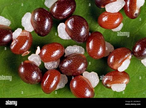 Greater Celandine Chelidonium Majus Seeds Close Up Of Seeds From The