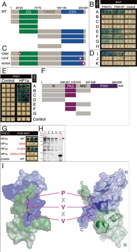Drosophila Piwi Associates With Chromatin And Interacts Directly With