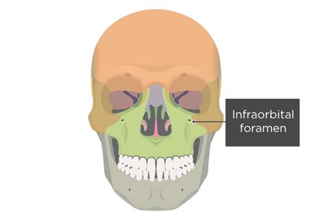 Infraorbital Nerve Anatomy Anatomy Of The Skull Flashcards Quizlet