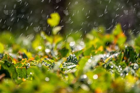 用灌溉用水喷雾修剪灌木