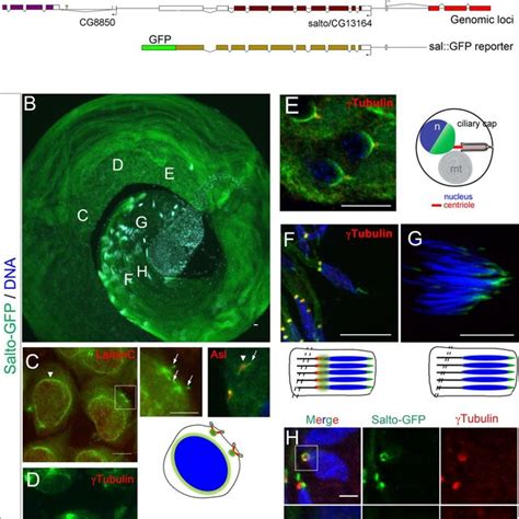 Salto Gfp Is Dynamically Distributed During Spermatogenesis A Scheme Download Scientific