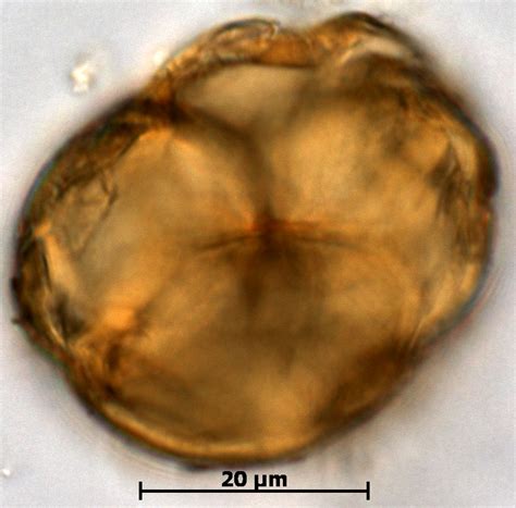 Cyathodes Acerosa Epacridaceae