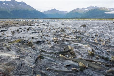Premium Photo Spawning Salmon