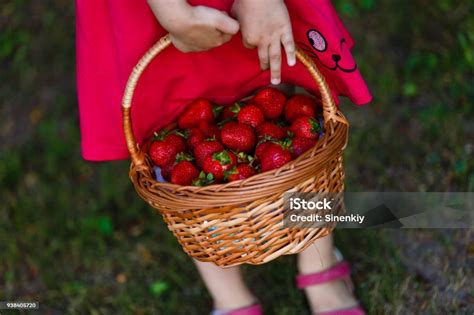 자식 따기 딸기입니다 아이 유기농 딸기 농장에서 신선한 과일을 선택합니다 어린이 원 예 및 수확입니다 나라에서 야외 가족 여름