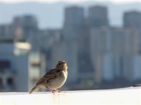 სახურავზე Cagu Flickr