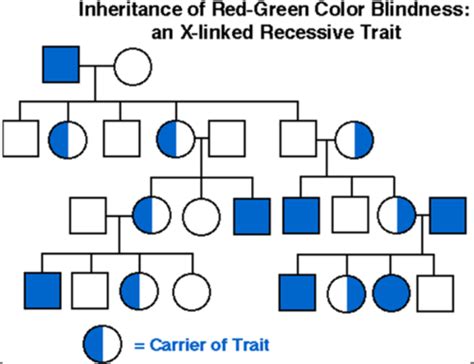 Genetics And Pedigree Practice Flashcards Quizlet
