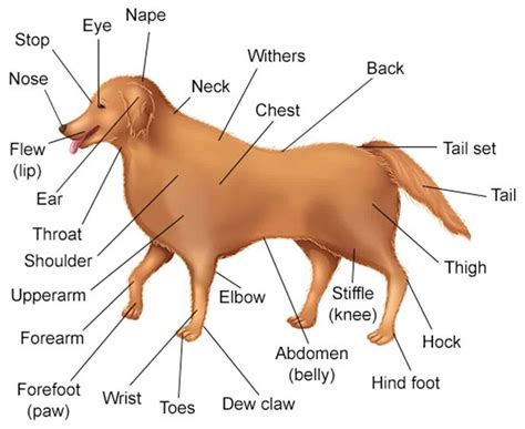 Diagram Of A Dog Body