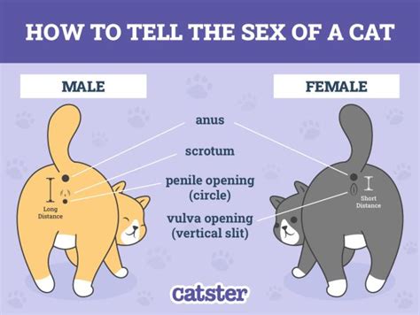 How To Tell Cat Gender By Face Vet Approved Ways Catster