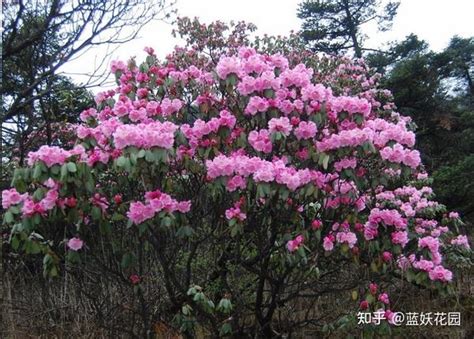 蓝妖高山杜鹃的养殖方法和注意事项 知乎