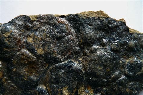 Carbonized Preservation From Precambrian Fossil Id The Fossil Forum