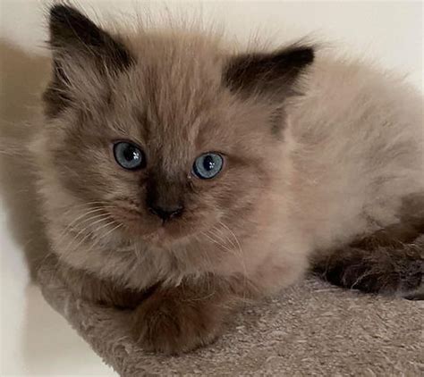 Cat Breeder Cats Kittens Tatzcatz New Zealand