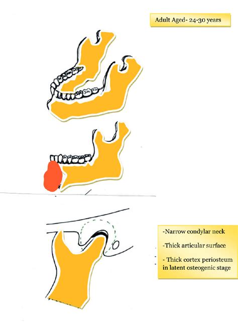 Condyle Anatomy Anatomy Diagram Book