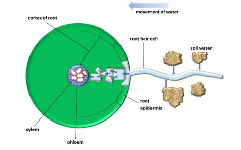 Osmosis In Plant Roots