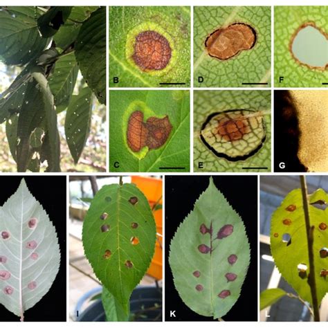 Fig S2 Pathogenicity Test Of Xanthomonas Arboricola Pv Pruni Strains Download Scientific
