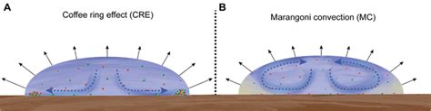 The Enormous Hydrodynamic Forces At The Microscale A Key Process