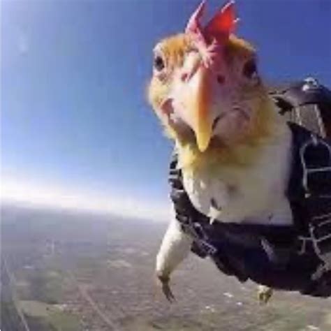 Skydiving Chicken 🗿 Youtube