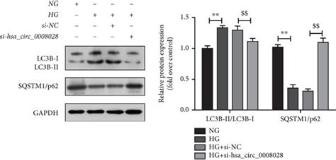 Silencing Hsa Circrna 0008028 Inhibits Hg Induced Proliferation