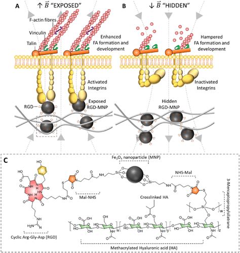 illustration of modulating cell À matrix interactions and download