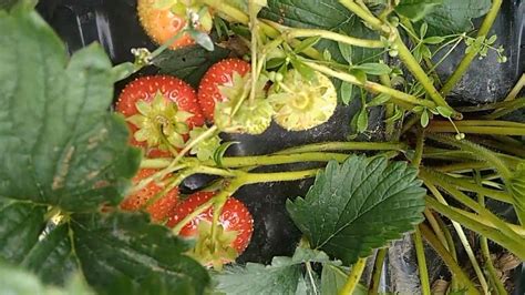 Strawberry Ripe Object Detection Model By Project