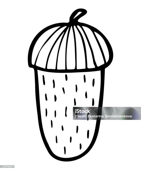 낙서 스타일로 손으로 그린 도토리 스티커 장식 엽서 배지 색칠하기 책에 대 한 벡터 고립 된 그림 줄무늬와 획에 오크 과일 가을에 대한 스톡 벡터 아트 및 기타 이미지