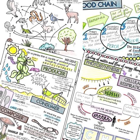 Ms Ls2 Ngss Ecosystems Doodle Note Bundle Captivate Science