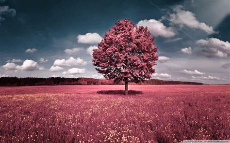 Girly Desktop Scenic Wallpapers Wallpaper Cave