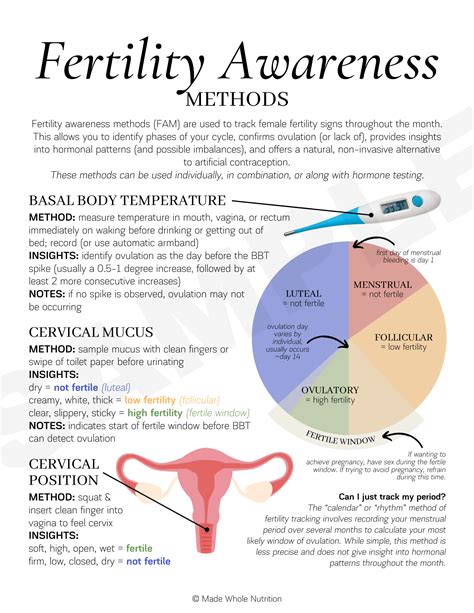 Fertility Calendar Ovulation Cycle