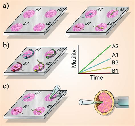 Simplified Schematic Of The Single Sperm Capture Platform Concept A
