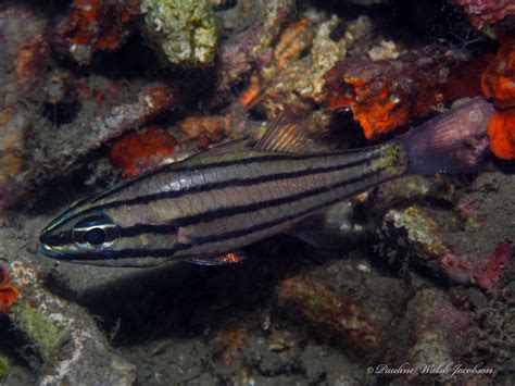 Five Lined Cardinalfish Cheilodipterus Quinquelineatus